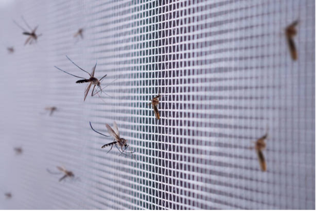 Zelf een muggenraam maken – DHZ Safti